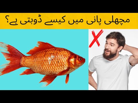 Can fish sink in water?|Urdu/Hindi|Fact vs Reality.
