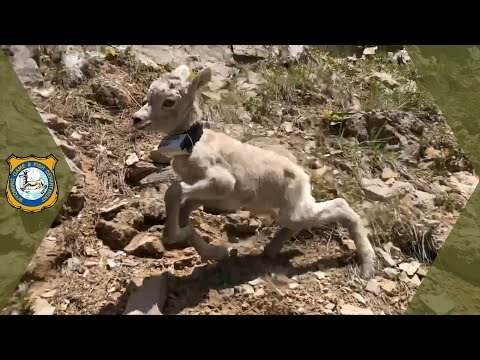 Bighorn Sheep Lamb Release