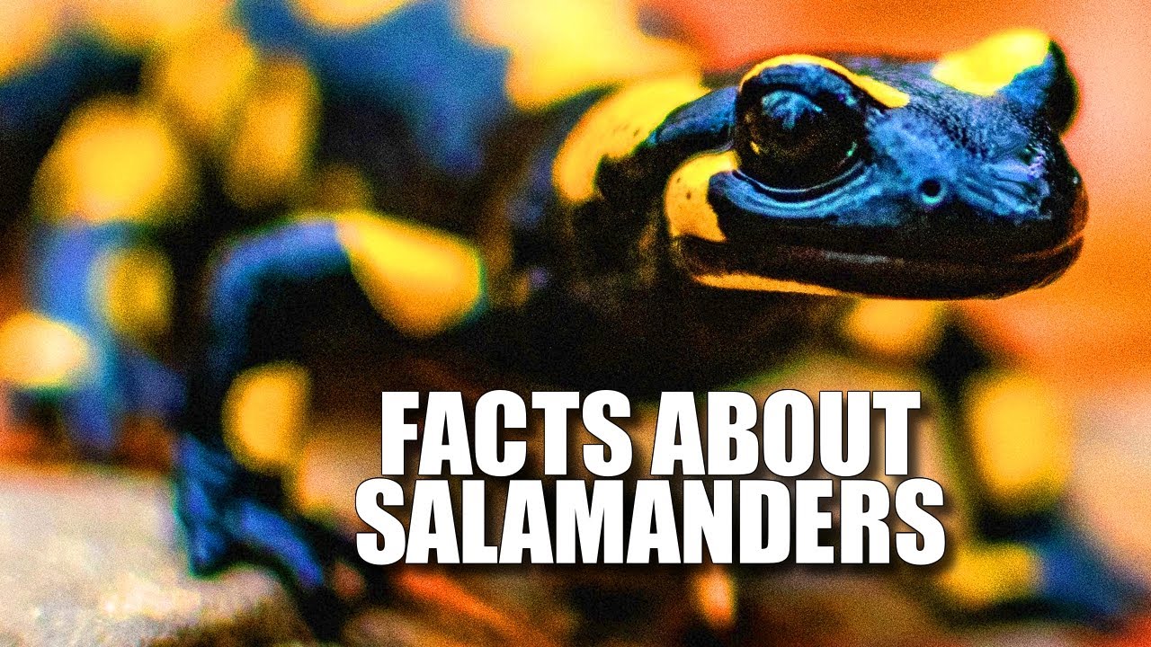 Salamander Facts: WHAT is a SALAMANDER 🦎 Animal Fact Files