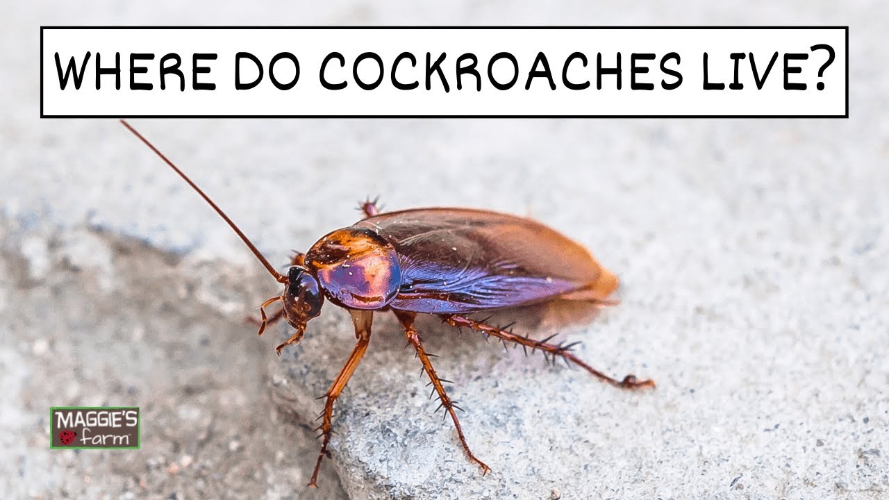 Where Do Cockroaches Live