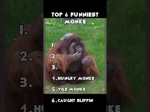 top 6 monkes ❤️ #fyp #funny #animals #funnyanimals #monkeys #memes #shorts