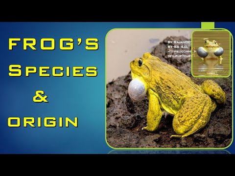 FROG SPECIES| ORIGIN AND LIFESPAN (#17)