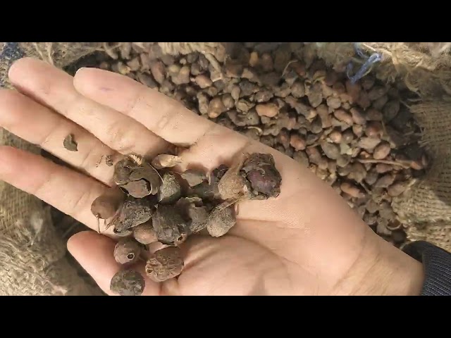 Herbal Seeds - Indian Ginseng Seeds Manufacturer from Neemuch