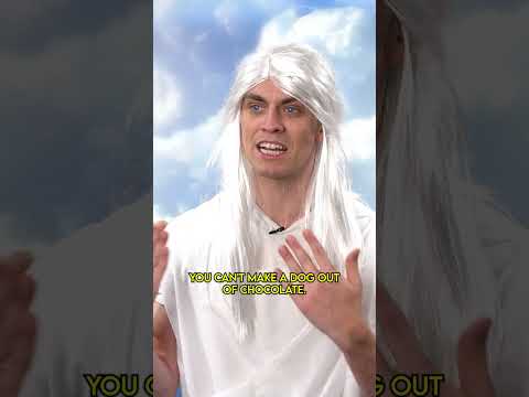 God Makes Labradors Part 1