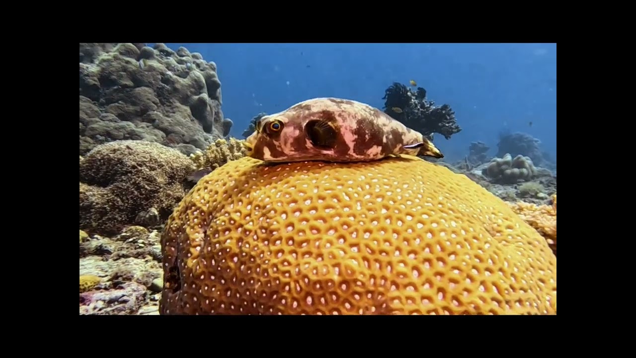 Immaculate Puffer var | Arothron immaculatus | Bluestreak cleaner wrasse - JP | Labroides dimidiatus