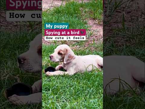 A pointer puppy points a bird for the first time 🥰😂🤣 #shorts #trending #dog