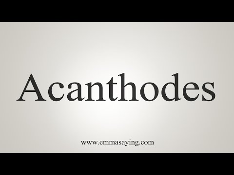 How To Say Acanthodes