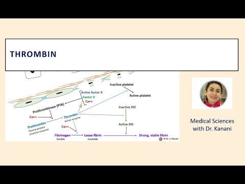 Thrombin Molecule and Some of Its Effects