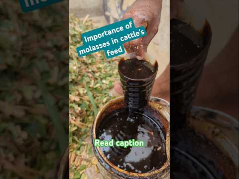 Importance of molasses in cattle's feed