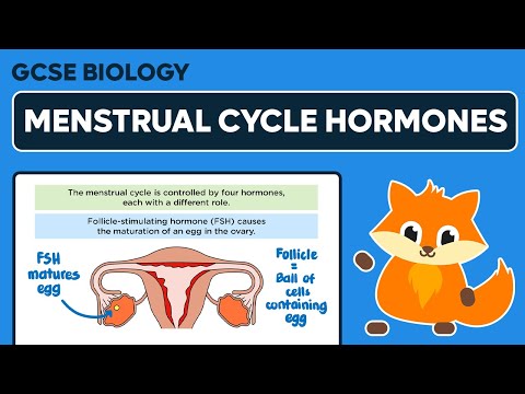 Menstrual Cycle Hormones - GCSE Biology