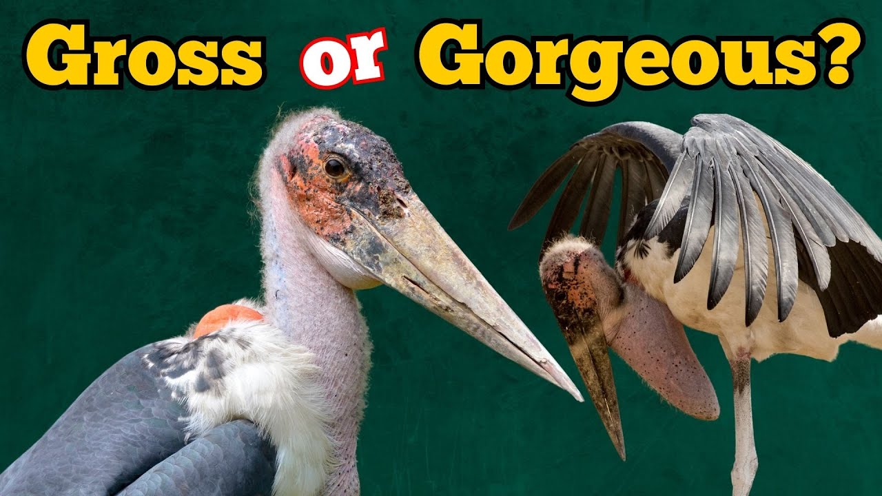 Meet the Marabou Stork: Africa’s Most Unusual Bird!