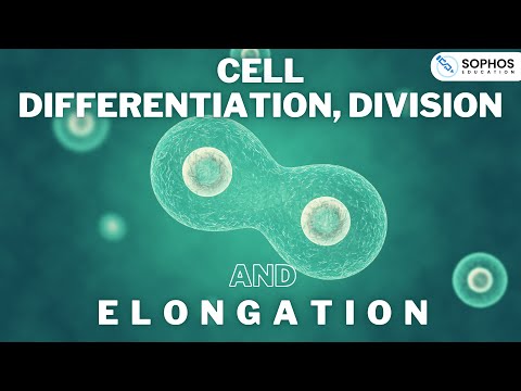 Edexcel only: Cell Differentiation, Division and Elongation