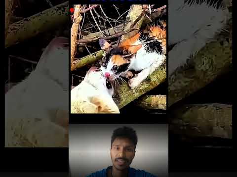 Epic Dog vs Cat Fight Caught on Camera! #DogVsCat #FunnyAnimals  #animals #naturelovers #wildlife