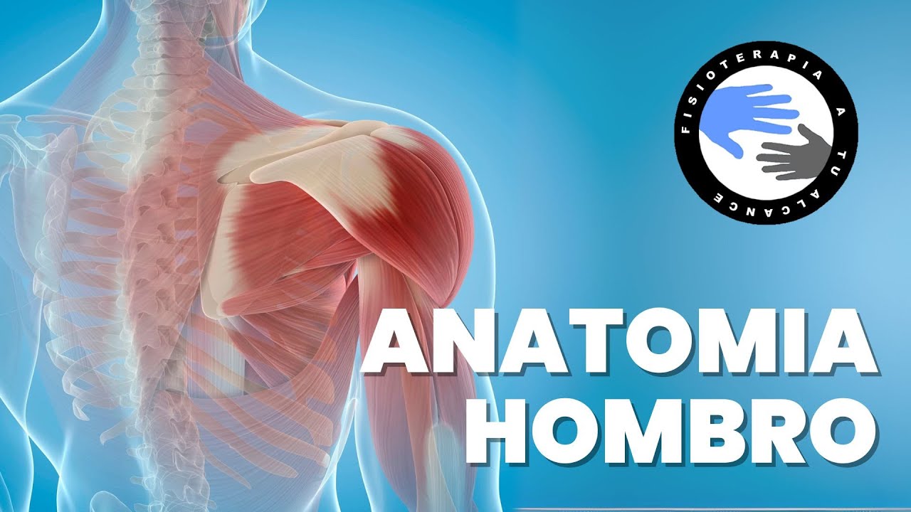 Anatomy and muscles of the shoulder