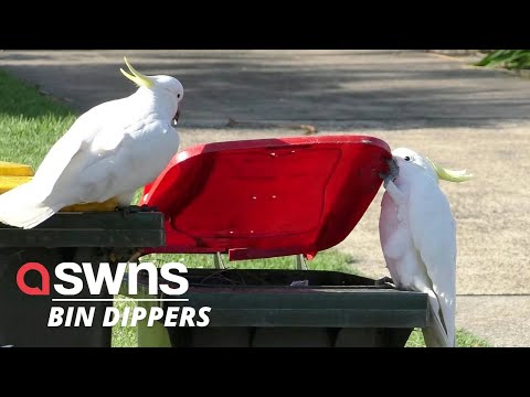 Clever cockatoos 'learn from each other how to lift up bin lids to forage for food' | SWNS