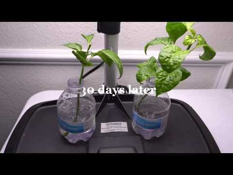 Propagate Peppers in 30 Days