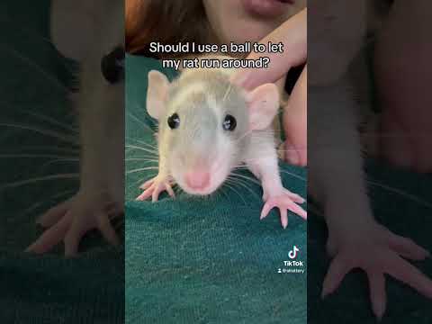 FAQs — and yes, rats need other rats!! #fancyrats #ratbreeder #petrats #babyrats #cuteanimals #pets