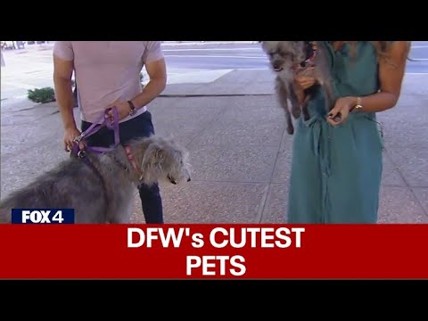 Meet the two dogs named DFW's 'Cutest Pets'