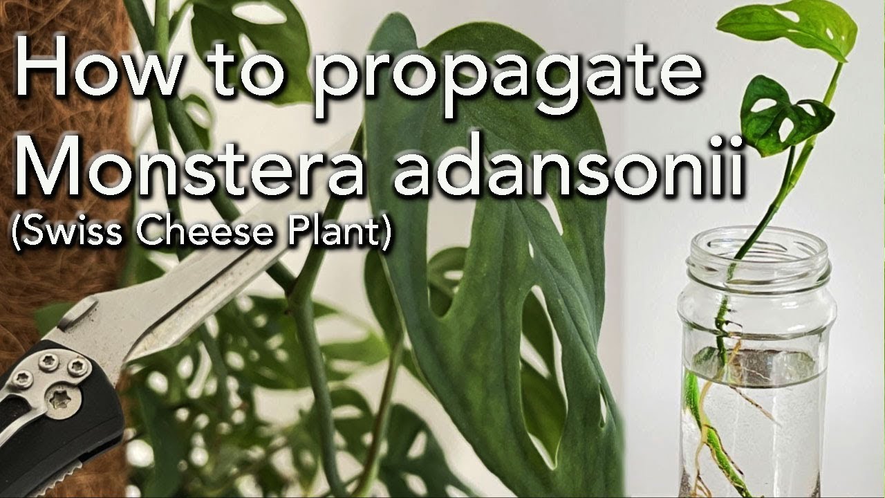 How to Propagate Monstera adansonii  (Swiss Cheese Plant or Monkey Mask) in Water or Soil.