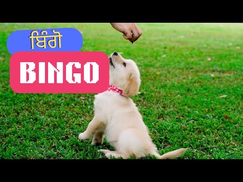 Bingo Rhyme in Punjabi πΆπ΅ | Fun Nursery Song for Kids #punjabi #punjabisong #trending #kids