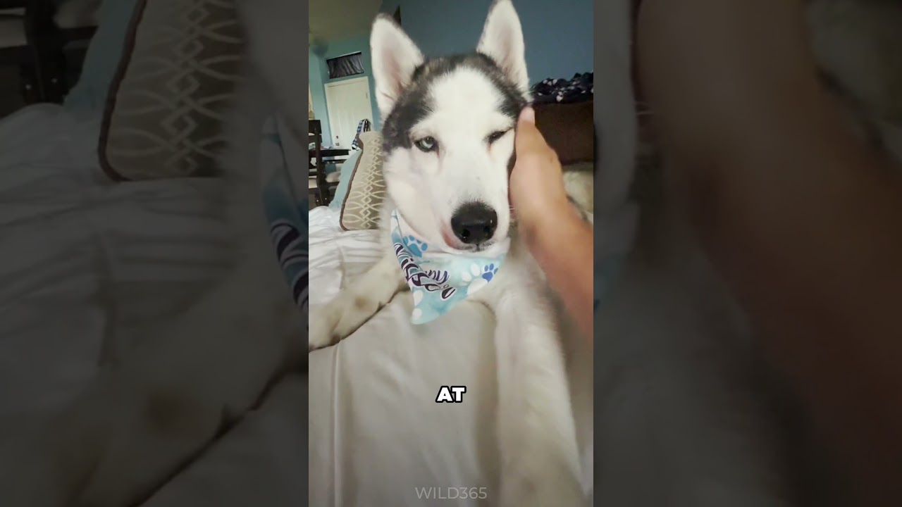 Husky or Coyote? Even He Got Confused!
