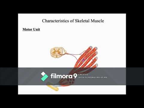 Motor neuron & Unit