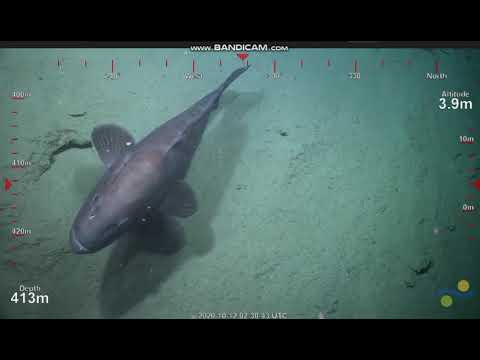 Goliath Grouper@397 Tydmeman Knoll