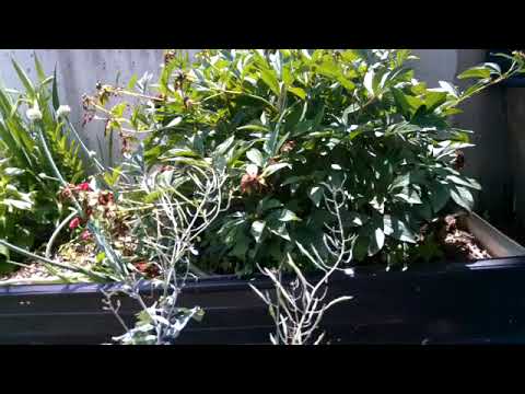 Overwintered Cabbage for Seed Pod Formation