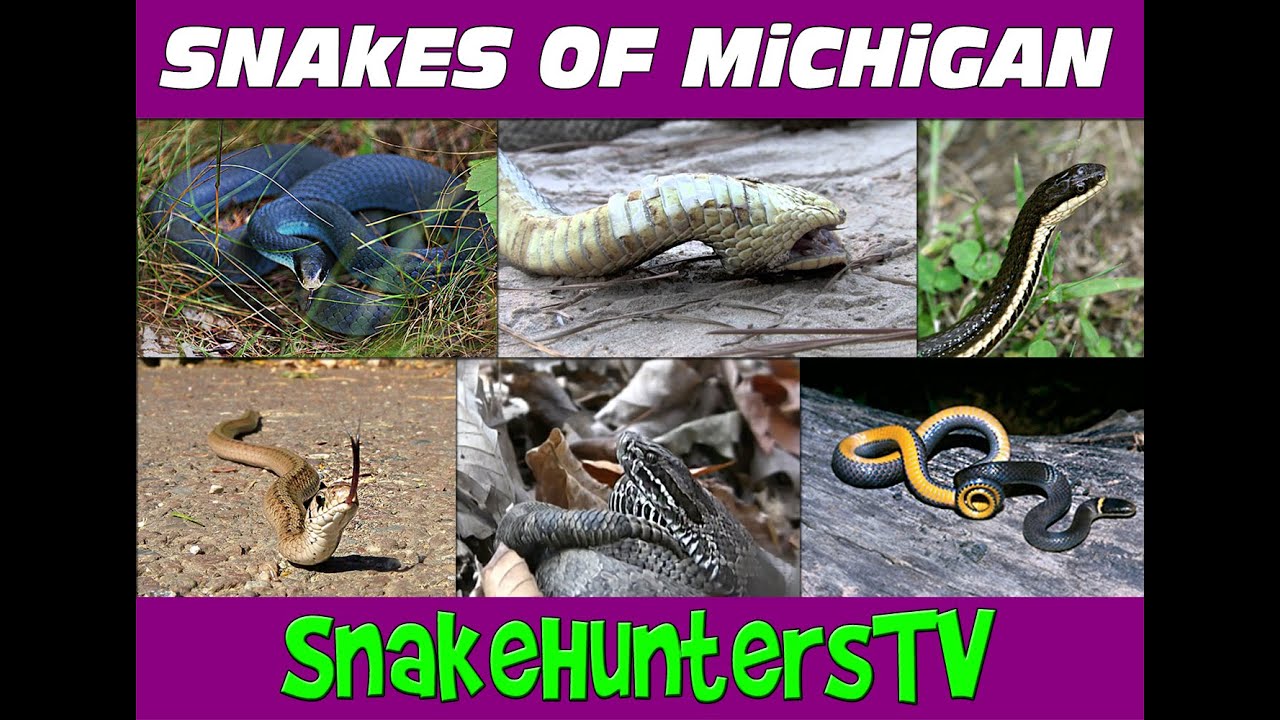 Snakes Of Michigan - SnakeHuntersTV
