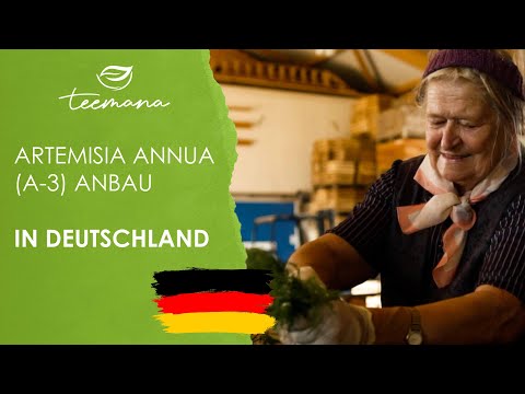 Unser Artemisia annua (A-3) Anbau im Schwabenland - vom Samen zur Pflanze im Einklang mit der Natur