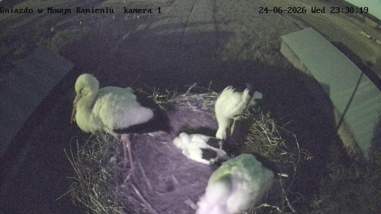 Farmyard Stork Nest, Nowy Kamień - Live Webcam | GeoWebcams