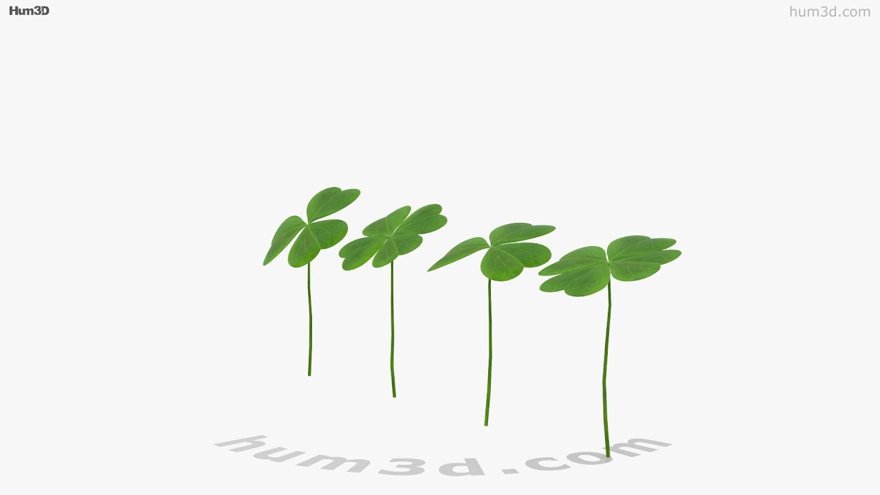 Clover Leaf 3D model by 3DModels.org