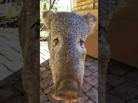 Javelina in Prescott Arizona. It's not wise to touch wild animals.