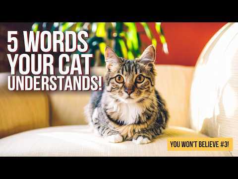 5 Unique Words Your Cat Actually Understands (You Won't Believe #3!)