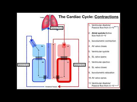 Heart Chamber Anatomy & Cardiac Chamber Blood Flow