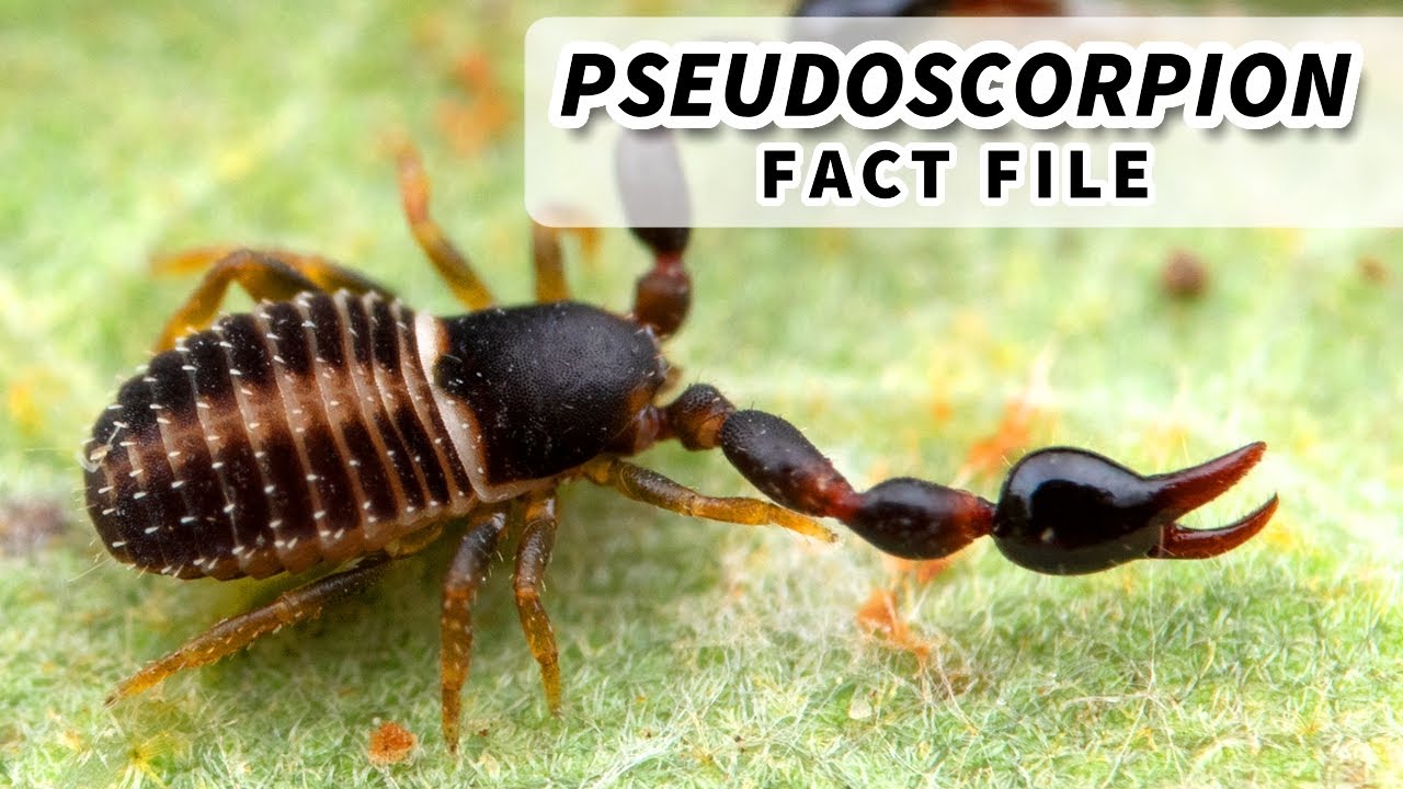 Pseudoscorpion Facts: the FALSE Scorpion 🦂 Animal Fact Files