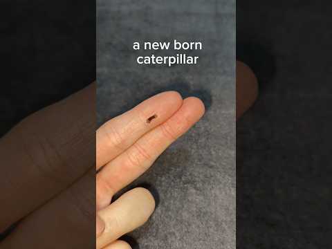 A new born caterpillar is so tiny #shorts