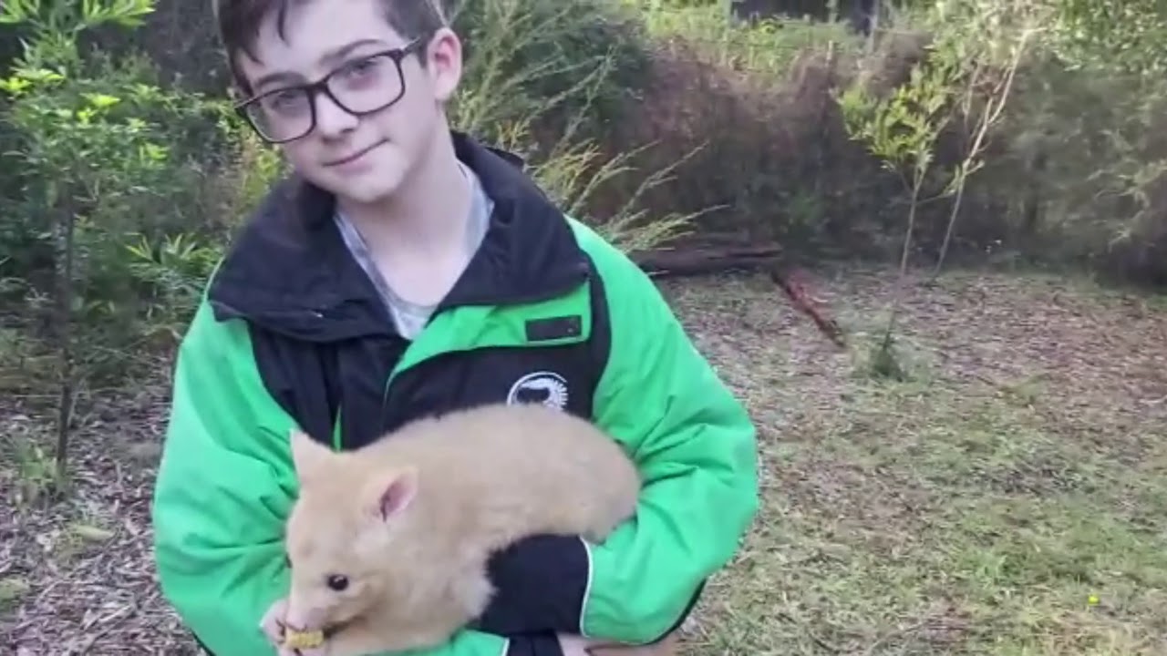 Our amazing GOLDEN brush tailed possum