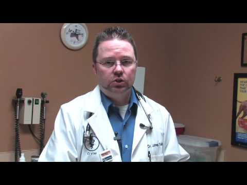Pet & Animal Care : Home Remedies for a Dog's Stomach Sickness