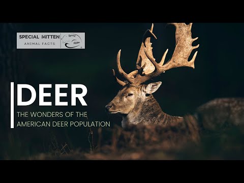 The Wonders of the American Deer Population