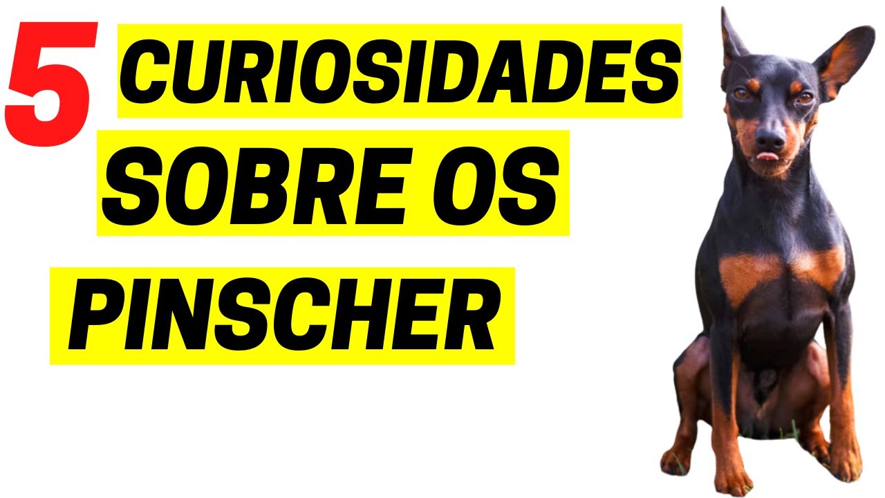 5 Curiosidades Incríveis Sobre os Cães Da Raça Pinscher