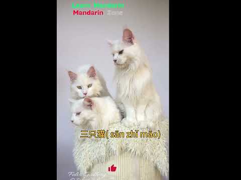 Count cats in Chinese! #learnchinese #learnmandarinforbeginners #learnmandarinchinese
