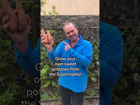 How to grow sweet potatoes from the supermarket #growyourgroceries #gardeningforbeginners