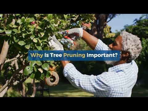 Why Tree Pruning is Important