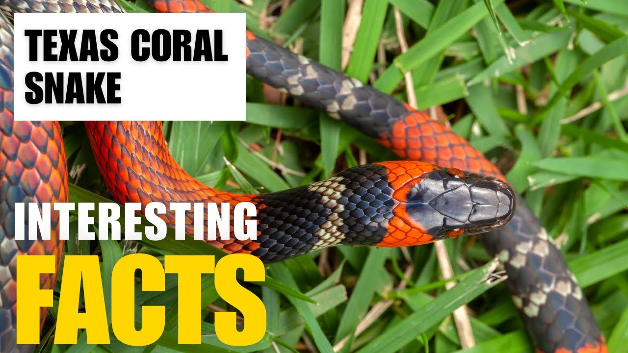What Are the Most Interesting Facts About  Texas Coral Snake? | Interesting Facts | The Beast World