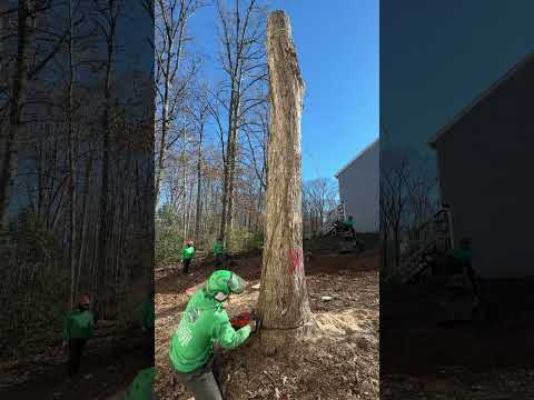 What is another word for tree service?