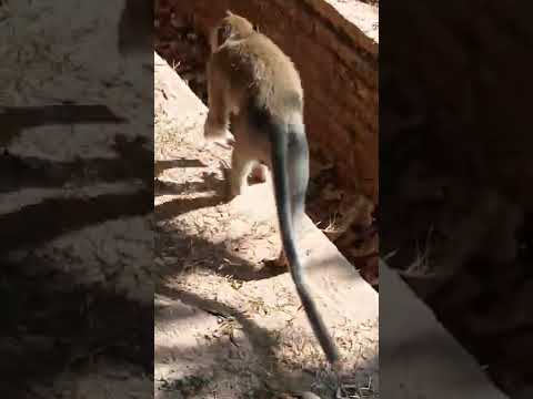 good morning monkey