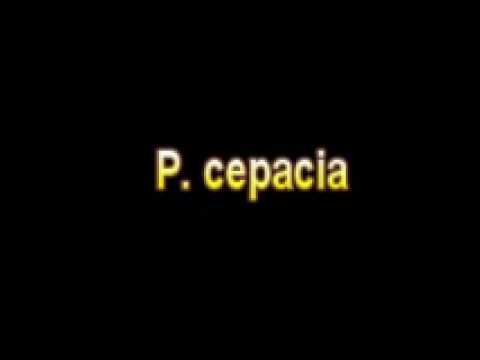 What Is The Definition Of P cepacia Medical School Terminology Dictionary