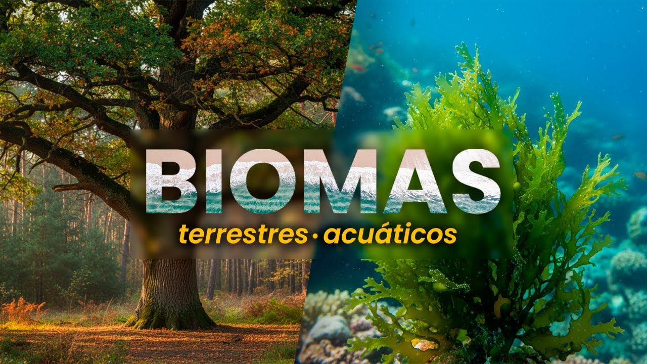 Los BIOMAS del MUNDO EXPLICADOS en 6 minutos 🌎🔥