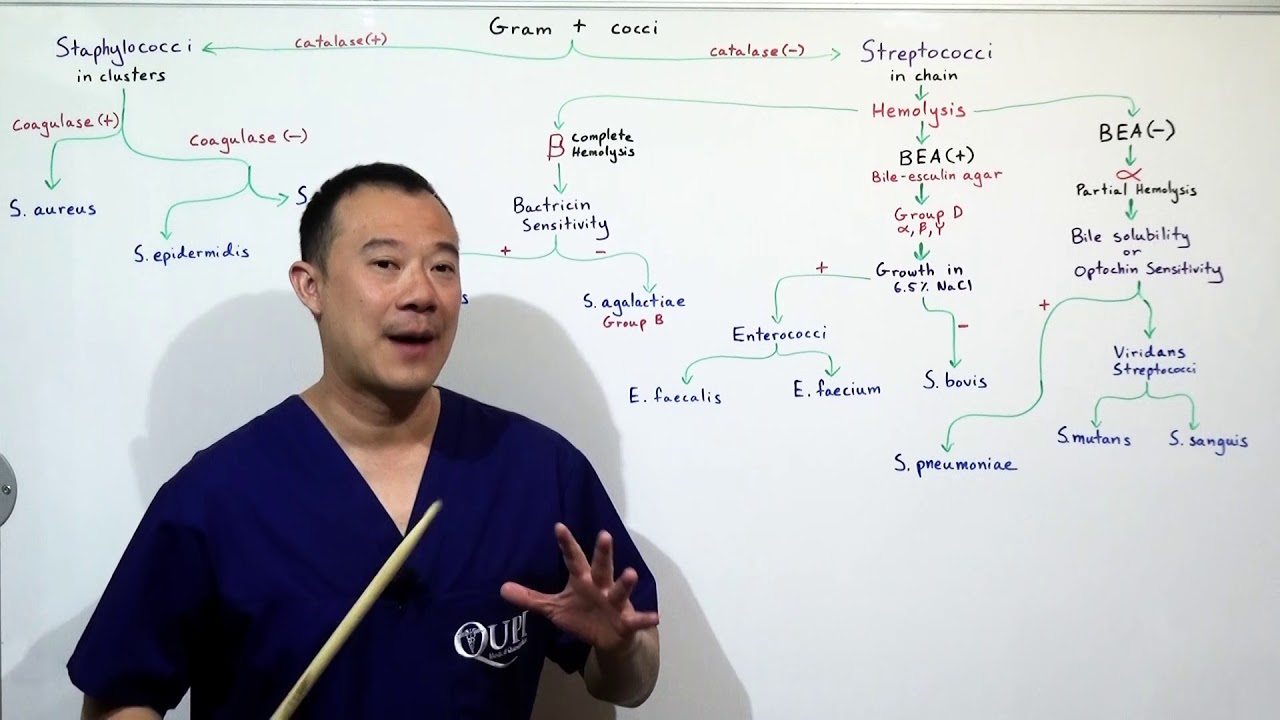 Gram Positive Cocci Intro, Staph Strep Flow Chart Infectious Disease
